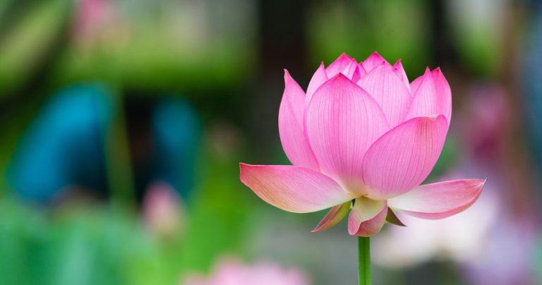 How to Chant | Soka Gakkai (global)